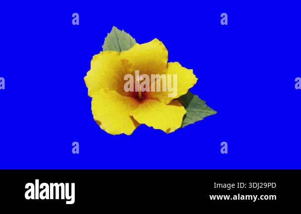 Flower animation on chroma key background Stock Video Footage - Alamy
