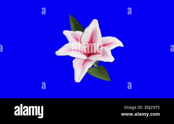 Flower animation on chroma key background Stock Video Footage - Alamy