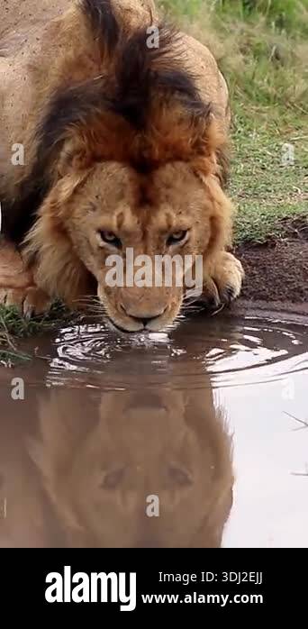 Majestic wild african lion lapping water from a pool with his ...