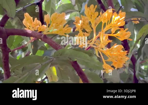 Group of Saraca flower hanging on branch . Ashok tree.Yellow petals ...
