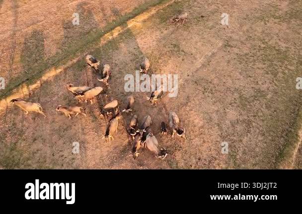 buffalo herd grazing on dry grassland at sunset, captured by drone ...