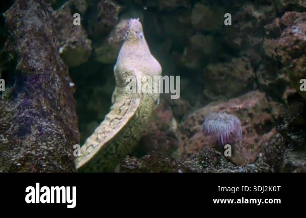 Spotted moray eel with a reticulated pattern emerging from a dark rocky ...