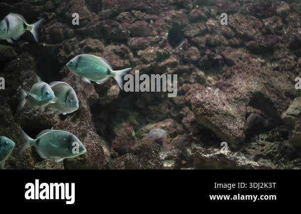Group of small silver fish swimming near a rocky underwater seabed in a ...