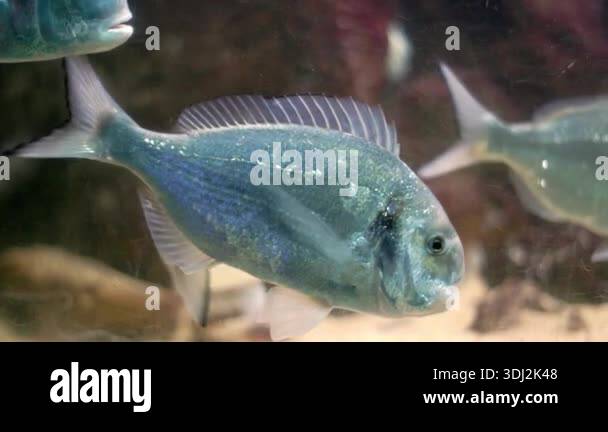 Numerous gilthead sea bream fish swimming slowly in a large, crowded ...