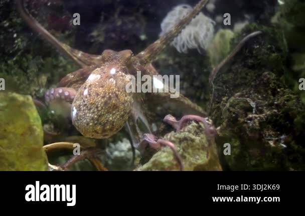 Intelligent octopus using its tentacles and camouflage to move among ...