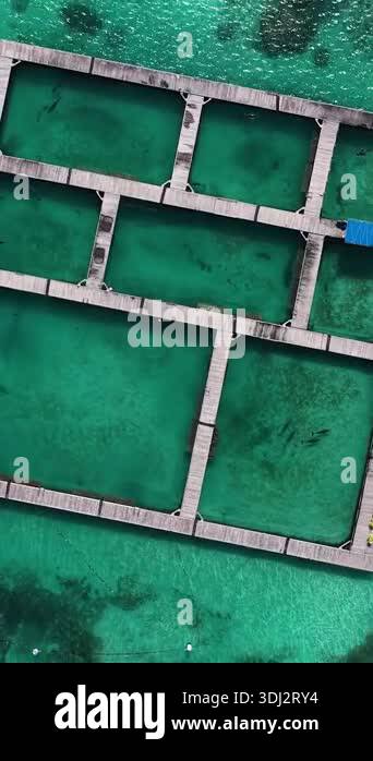 Dolphin Island At Punta Cana In La Altagracia Dominican Republic ...