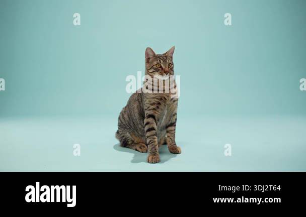 A grey tabby cat sits in the center with gaze turned up. The posture is ...