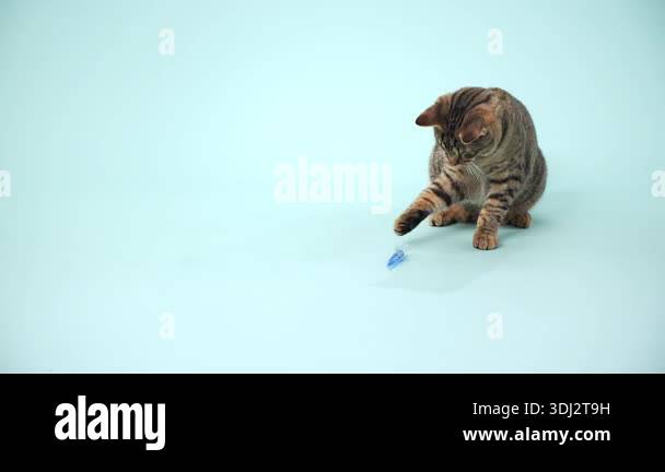 A tabby cat leans forward to press its paw on a tiny blue object. Its ...