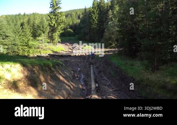 Hiker walking near logs in a forest area near a river during daylight ...