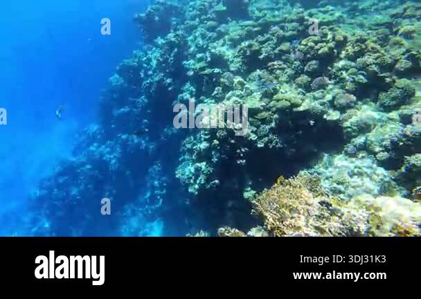 Tropical fishes at coral reef in Egypt Hurghada. Many fishes under ...