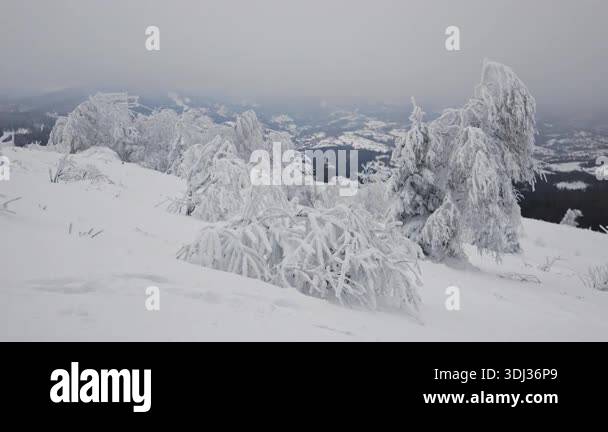 Amazing winter landscape with snow covered trees on high mountain slope ...