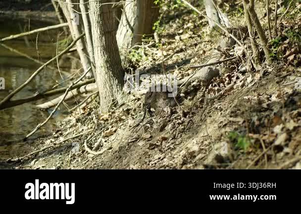 Nutria Coypu Myocastor Coypus black color with wet fur and long tail ...