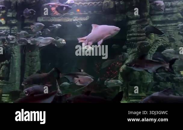 Large school of mixed fish species swimming together inside an aquarium ...
