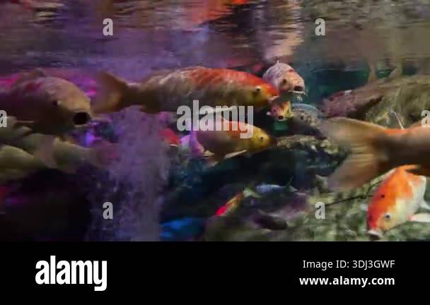 Large school of mixed fish species swimming together inside an aquarium ...
