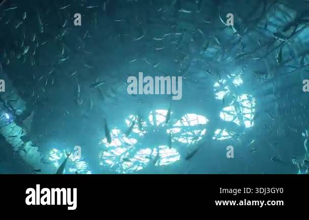 Large school of mixed fish species swimming together inside an aquarium ...
