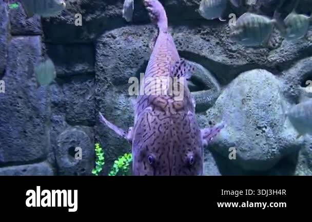 Tiger shovelnose catfish swimming in an aquarium tank. Amazon basin ...