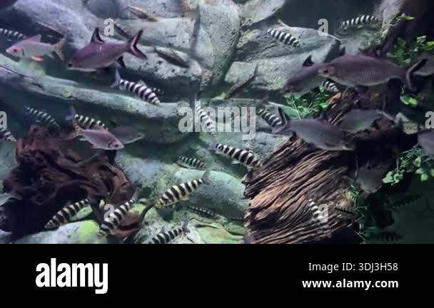 Large school of mixed fish species swimming together inside an aquarium ...