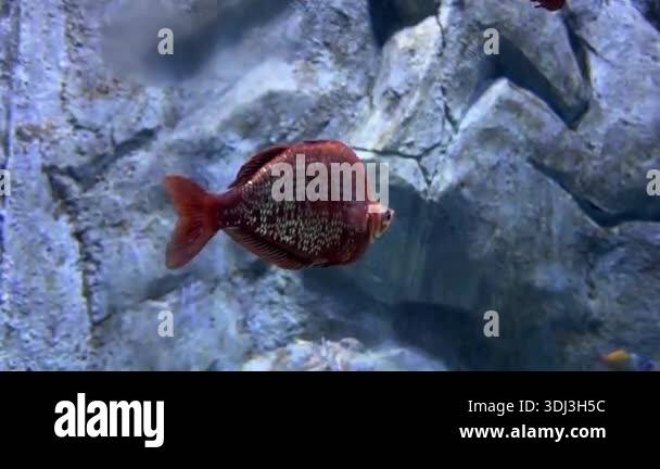 Adult male red rainbowfish displayed in an aquarium tank. Colorful ...