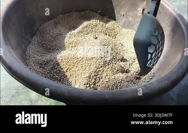 Picking cat poop in cat litter, indoor Chiangmai Thailand Stock Video ...