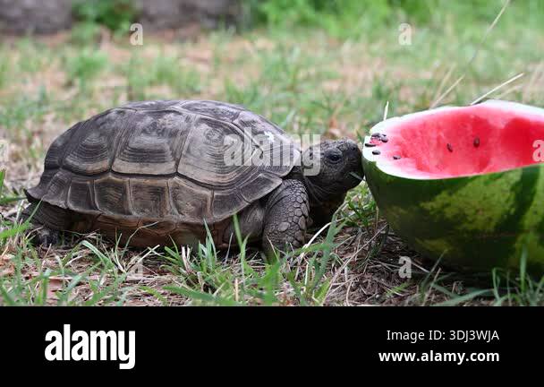 A snail sits on a turtle's back Stock Video Footage - Alamy