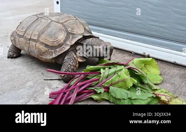 A snail sits on a turtle's back Stock Video Footage - Alamy