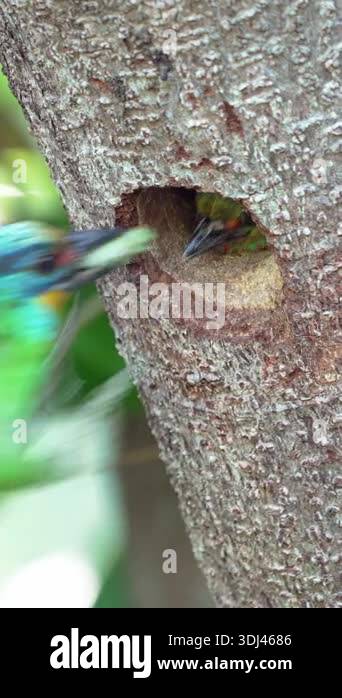 Colorful birds feeding chicks in tree hole Stock Video Footage - Alamy