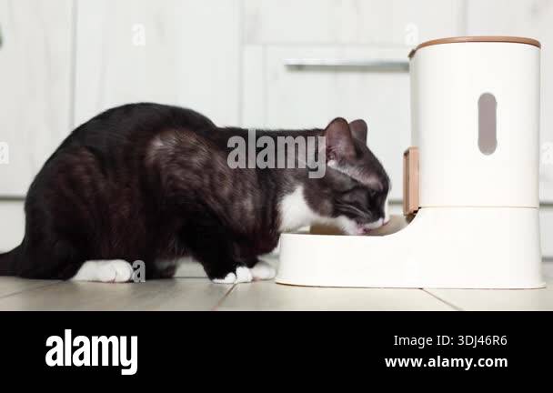 A very curious cat is sitting near a stylish automatic feeder located ...