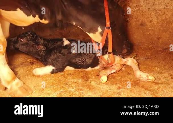 Mother cow licking her newborn calf after birth in a farm barn. A ...