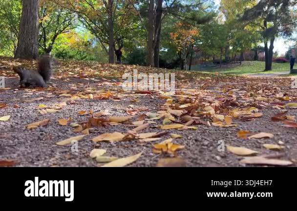 A curious squirrel searches for food among fallen leaves in a vibrant ...