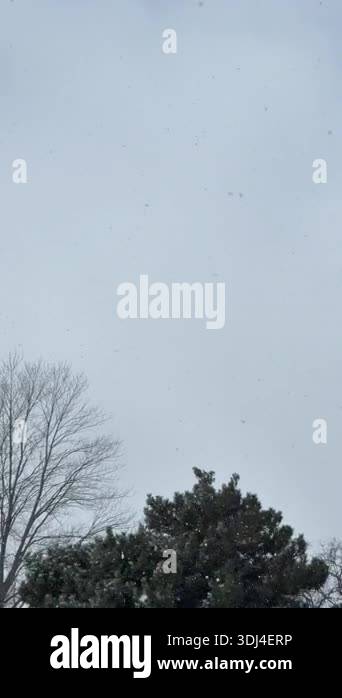 Cinematic slow camera movement over tops of snow-covered spruce trees ...