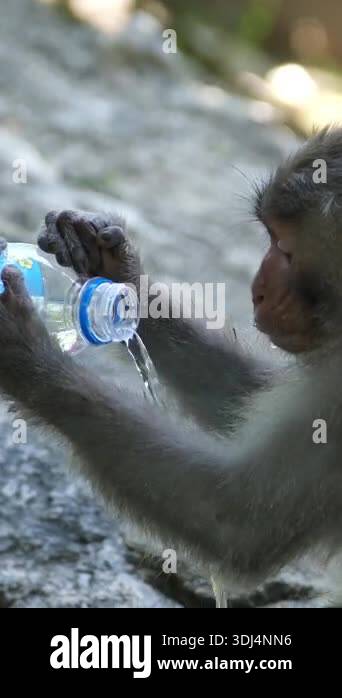 Two monkeys drink bottled water given by person tilting the bottle ...