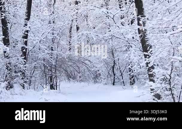 Snowy forest landscape. Tree branches covered with snow. Trees and ...