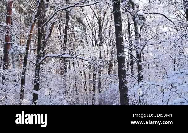 Snowy forest landscape. Tree branches covered with snow. Trees and ...