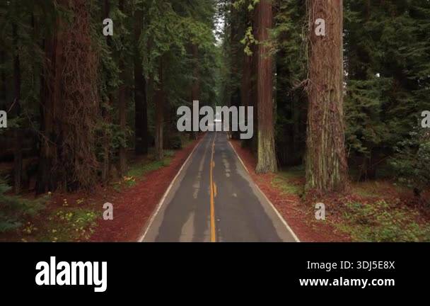 Empty two lane road running through tall redwood trees in Northern ...