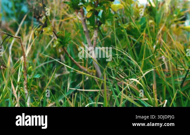 A macro shot of vibrant green and yellow grass blades with small wild ...