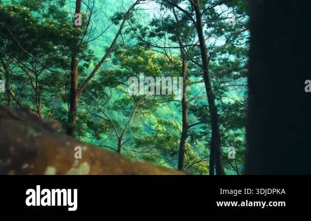 A perspective shot from behind a tree trunk, looking out at a vibrant ...
