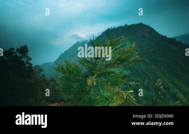 A detailed close-up of a green branch with a majestic misty mountain ...