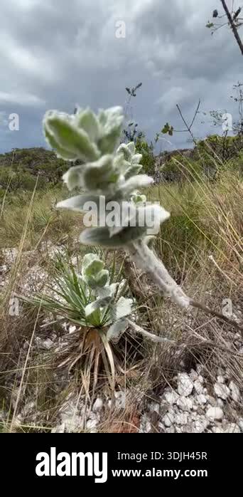 nature waterfalls cerrado of Gois Brazil ecology Stock Video Footage ...