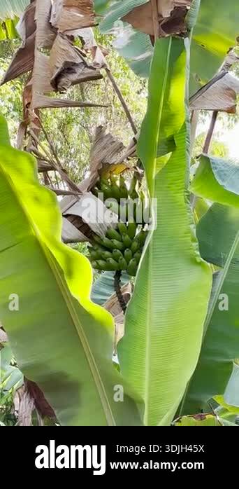 nature waterfalls cerrado of Gois Brazil ecology Stock Video Footage ...