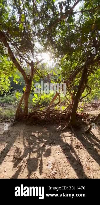 nature waterfalls cerrado of Gois Brazil ecology Stock Video Footage ...