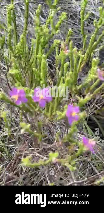 nature waterfalls cerrado of Gois Brazil ecology Stock Video Footage ...