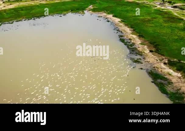 Shallow Pond Shoreline With Feeding Flock Of Shorebirds, Mudflat ...