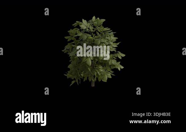Shrub blowing in the wind Loop Animation. Wind blows the Shrub Plant ...