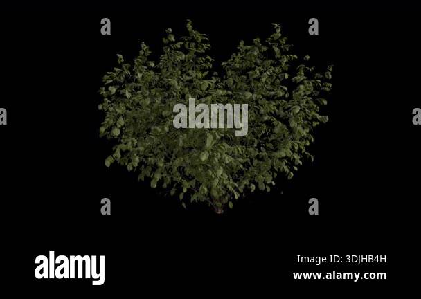 Shrub blowing in the wind Loop Animation. Wind blows the Shrub Plant ...