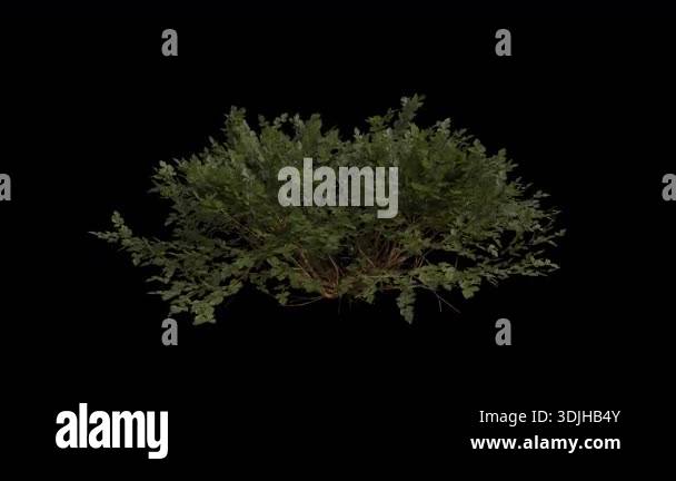 Shrub blowing in the wind Loop Animation. Wind blows the Shrub Plant ...