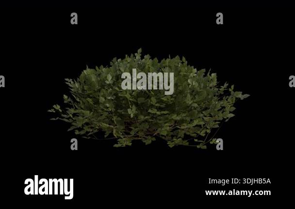 Shrub blowing in the wind Loop Animation. Wind blows the Shrub Plant ...