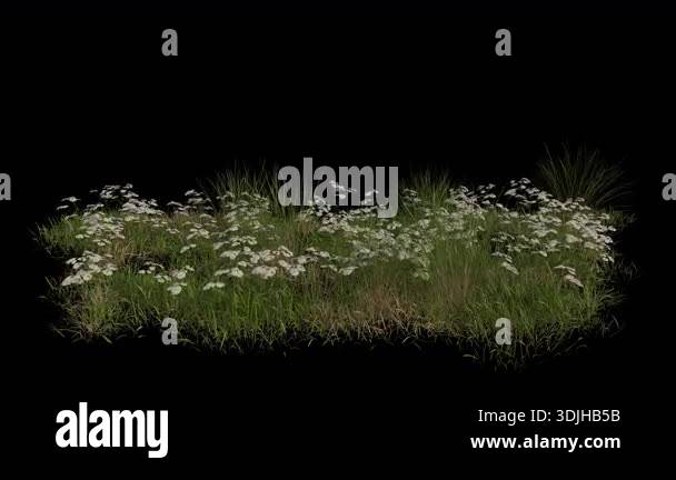 Flower Field blowing in the wind Loop Animation. Wind blows the Flowers ...