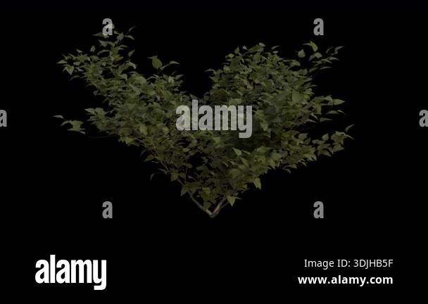 Shrub blowing in the wind Loop Animation. Wind blows the Shrub Plant ...