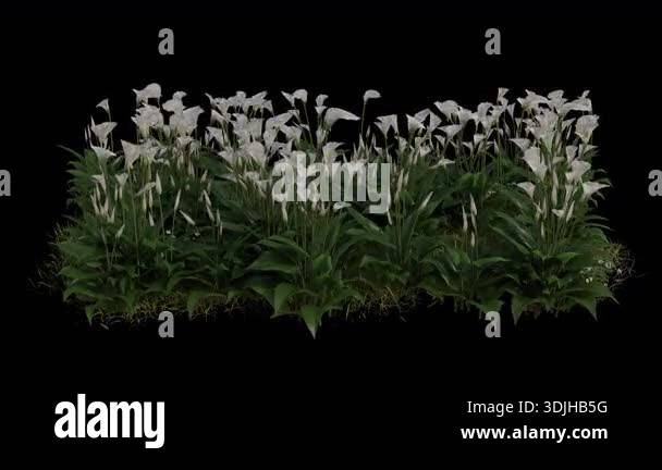 Flower Field blowing in the wind Loop Animation. Wind blows the Flowers ...