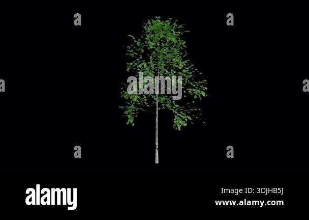 Sapling Plant blowing in the wind Loop Animation. Wind blows the ...